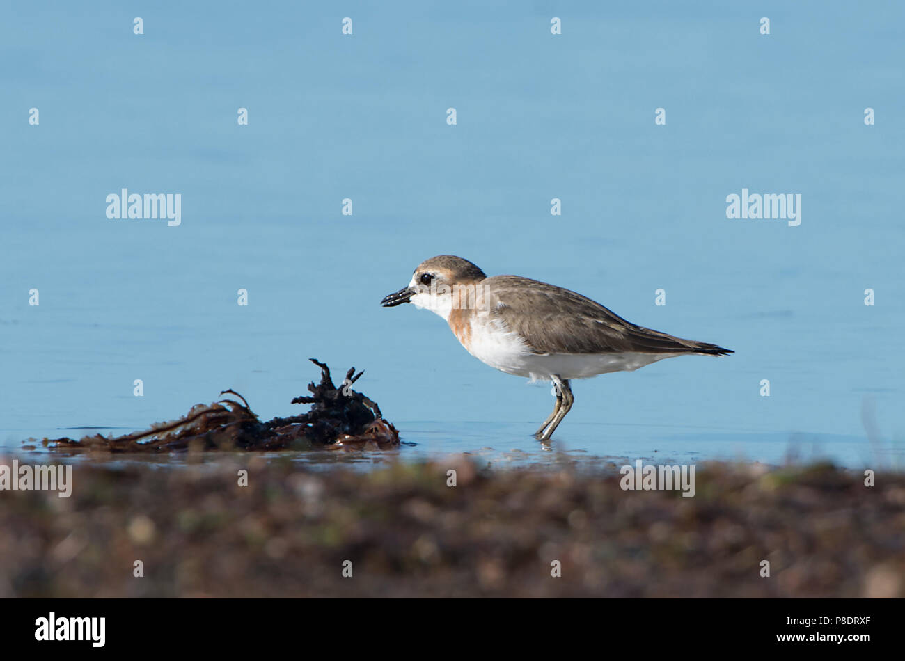 Australian plover hi-res stock photography and images - Alamy
