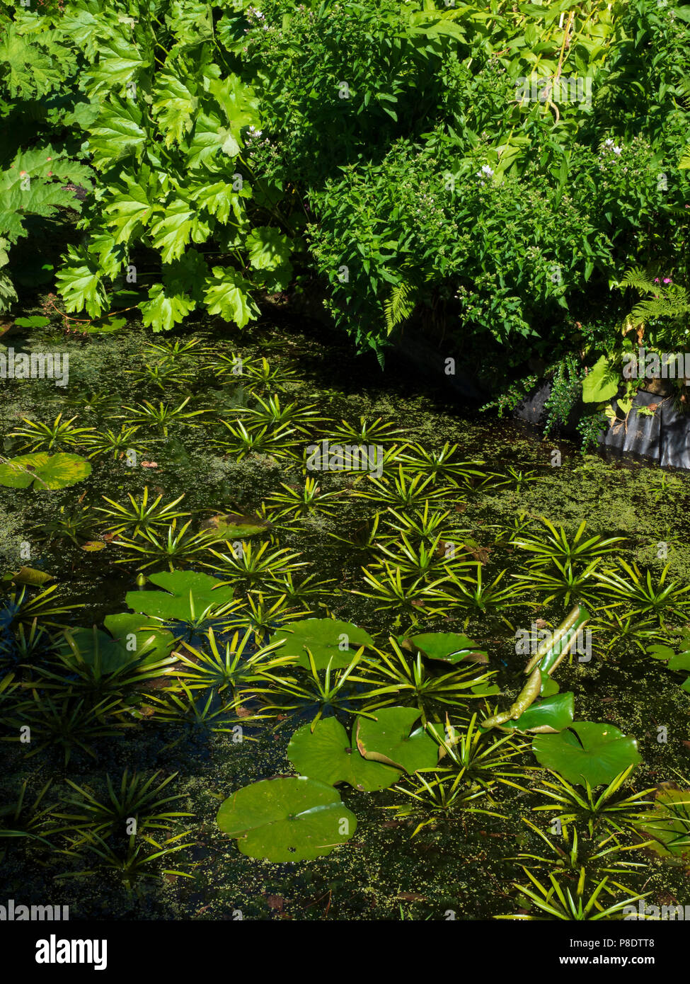 Teviot water garden hi-res stock photography and images - Alamy