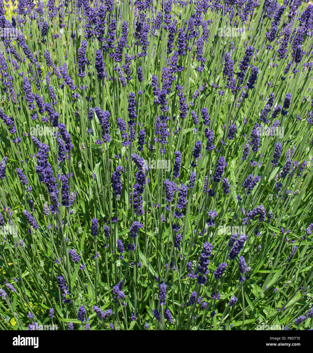 Lavender borders hi-res stock photography and images - Alamy