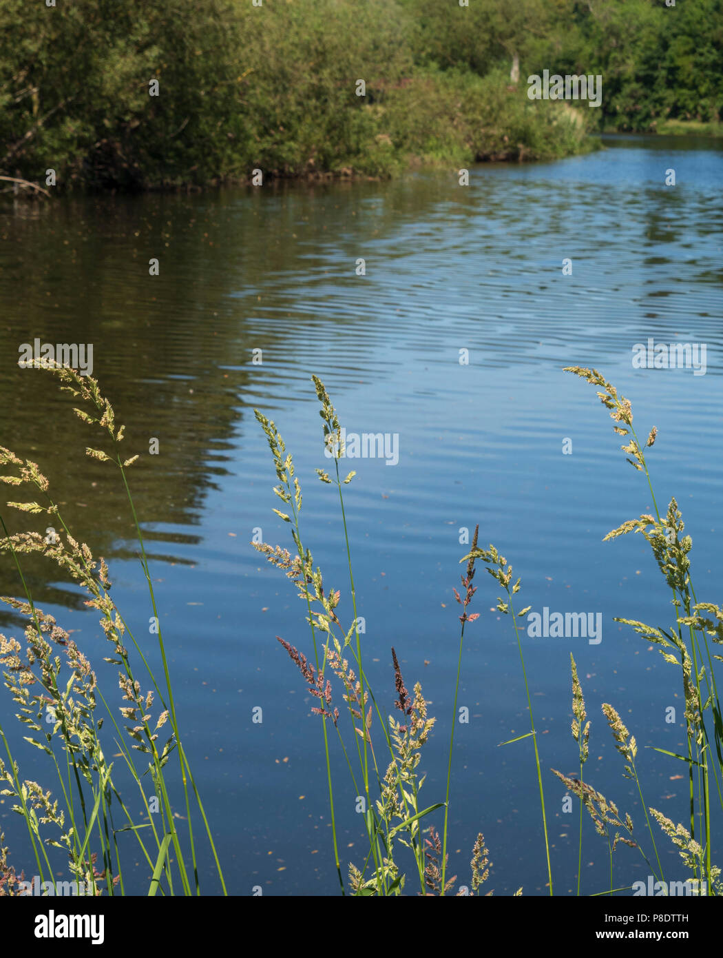Teviot Smokery garden centre and water gardens, Kalemouth, near Kelso ...