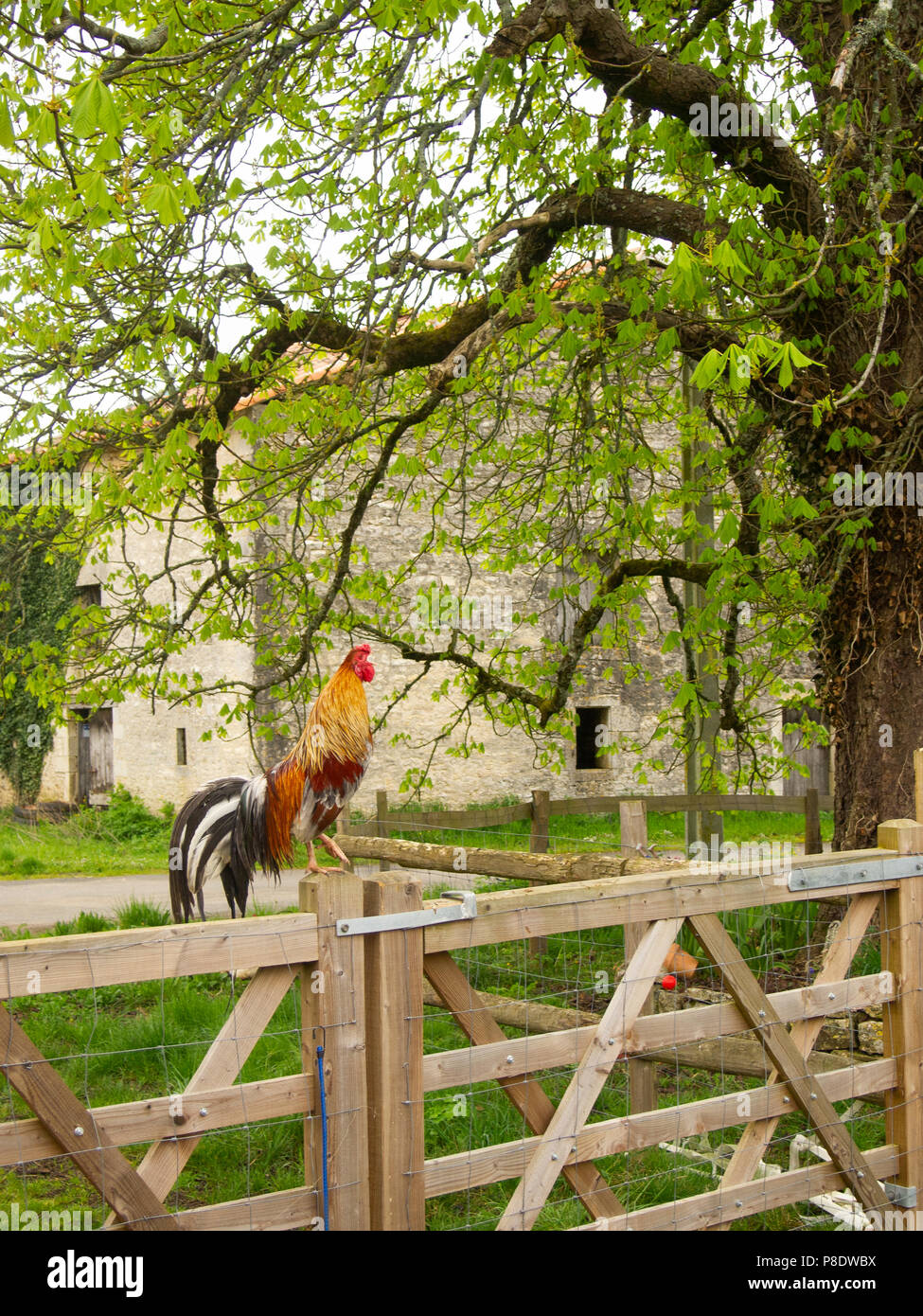 Rooster crowing hi-res stock photography and images - Alamy