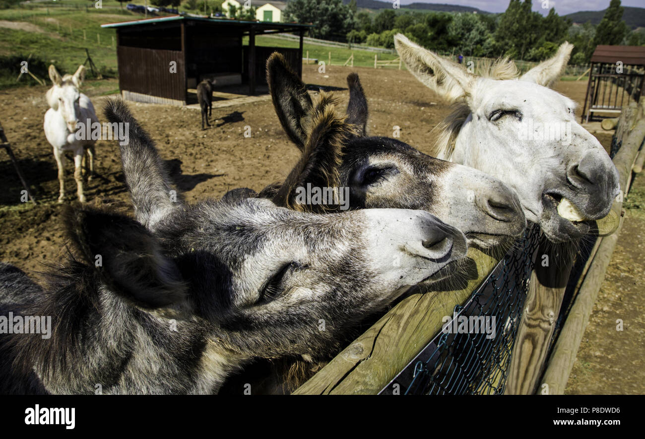 Farm donkeys, mammal animal detail Stock Photo - Alamy