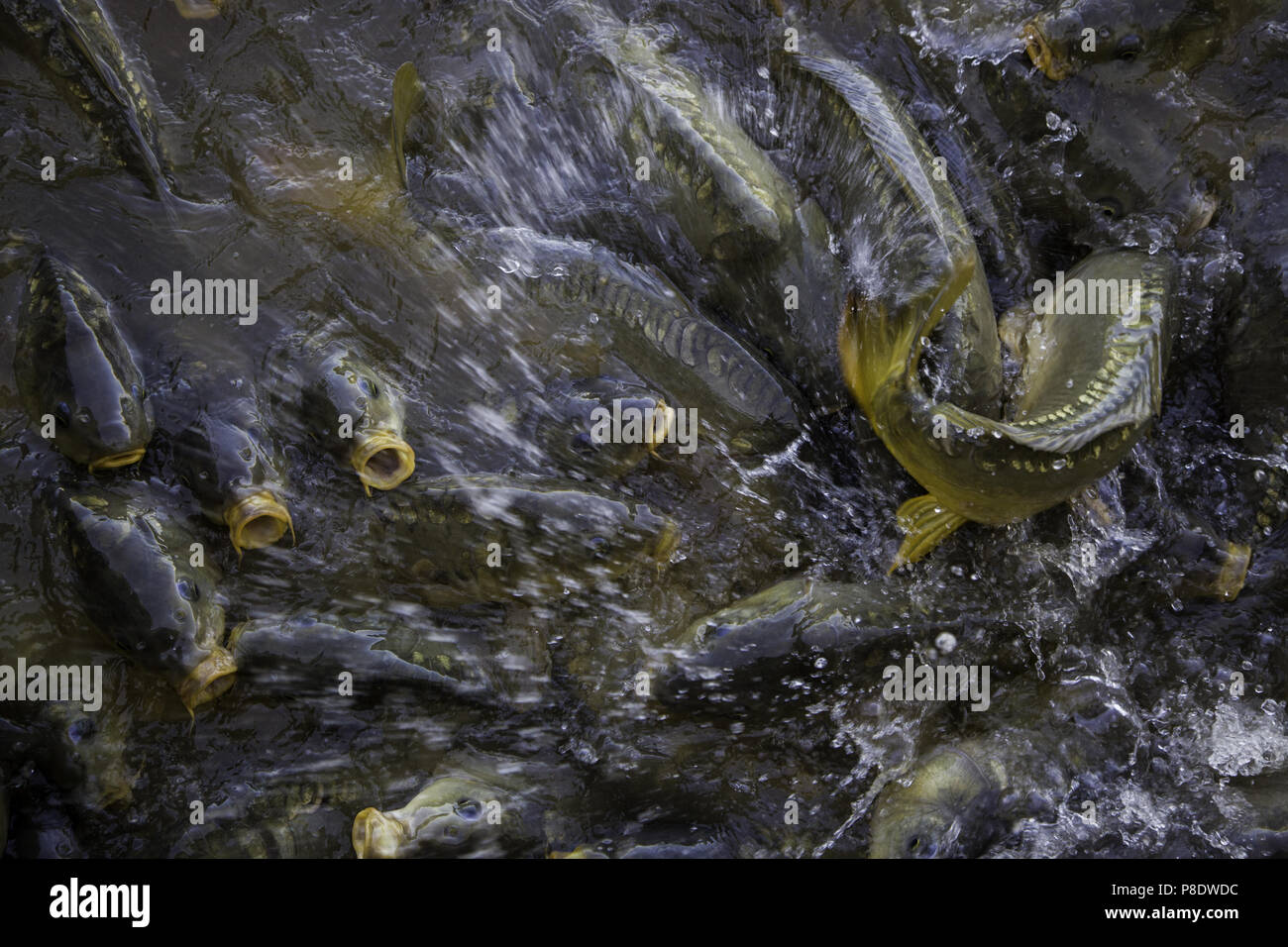 Many fish eating, wild river fish, fishing Stock Photo - Alamy