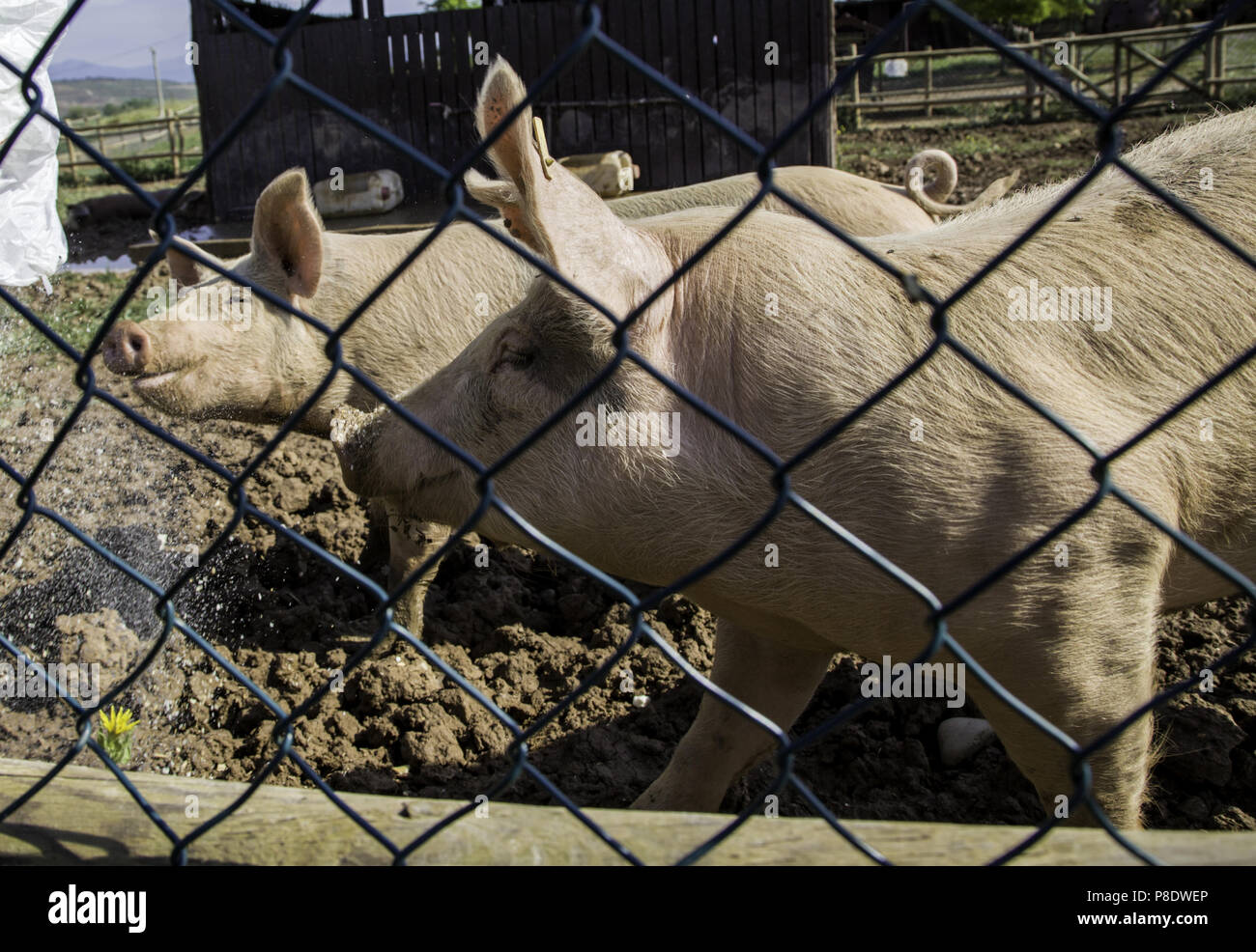 Farm pig, meat industry detail Stock Photo - Alamy