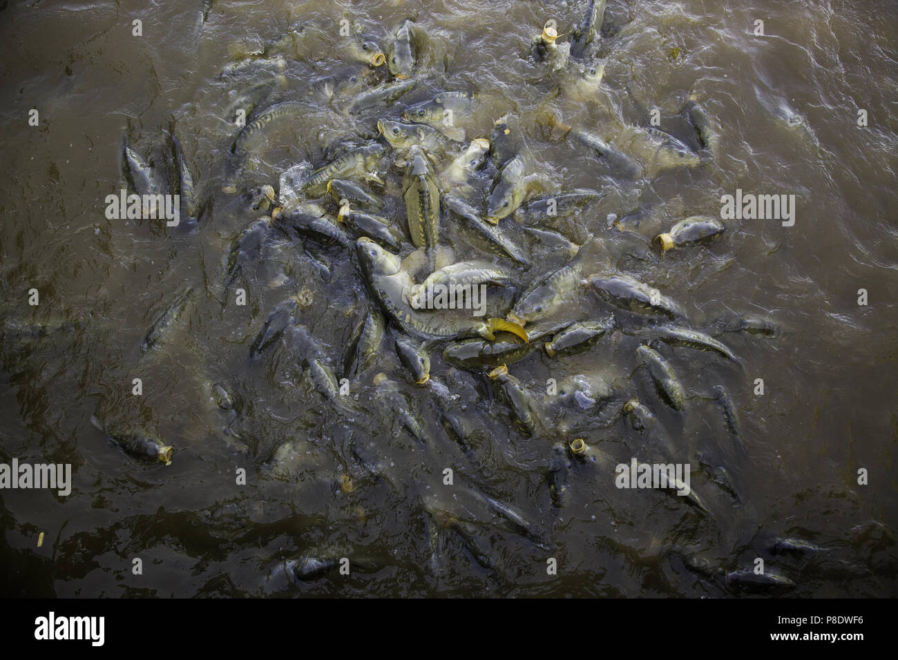 Many fish eating, wild river fish, fishing Stock Photo - Alamy