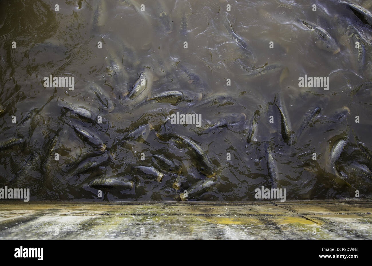 Snakehead fish eating fish hi-res stock photography and images - Alamy