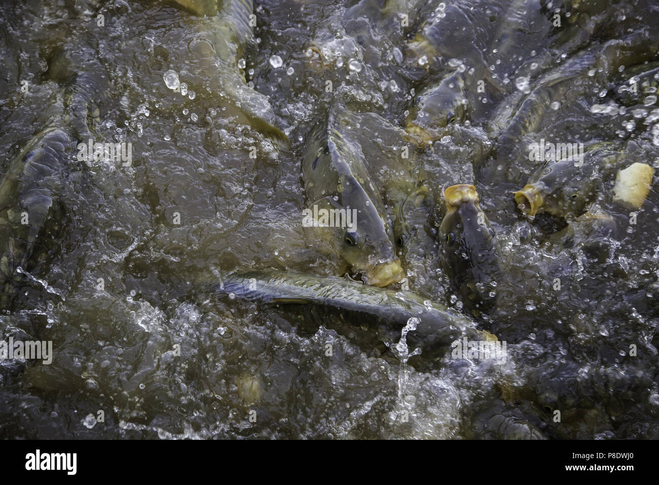 Many fish eating, wild river fish, fishing Stock Photo - Alamy