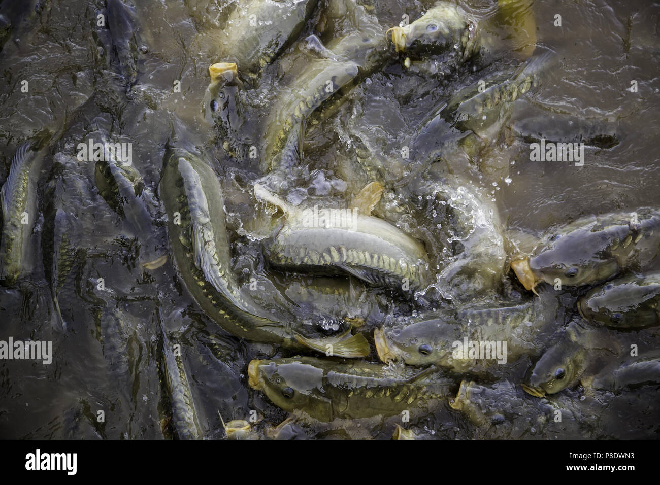 Snakehead fish eating fish hi-res stock photography and images - Alamy