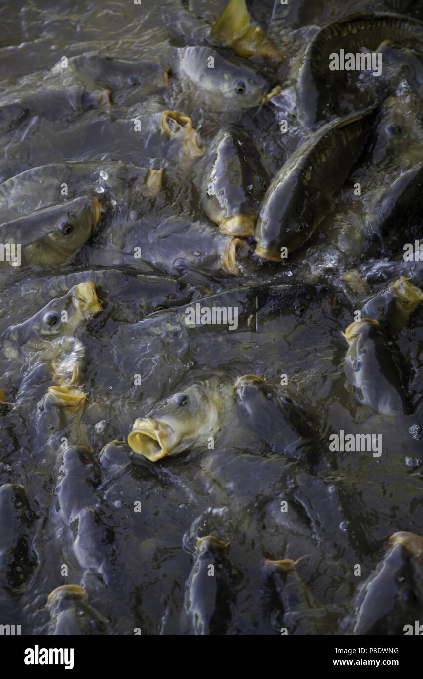 Snakehead fish eating hi-res stock photography and images - Alamy