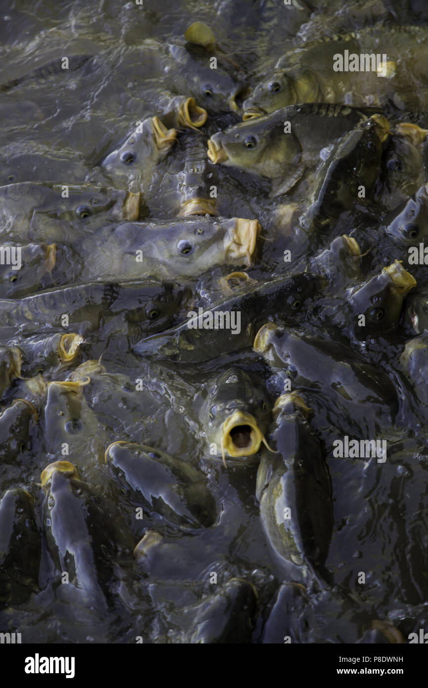 Snakehead fish eating fish hi-res stock photography and images - Alamy