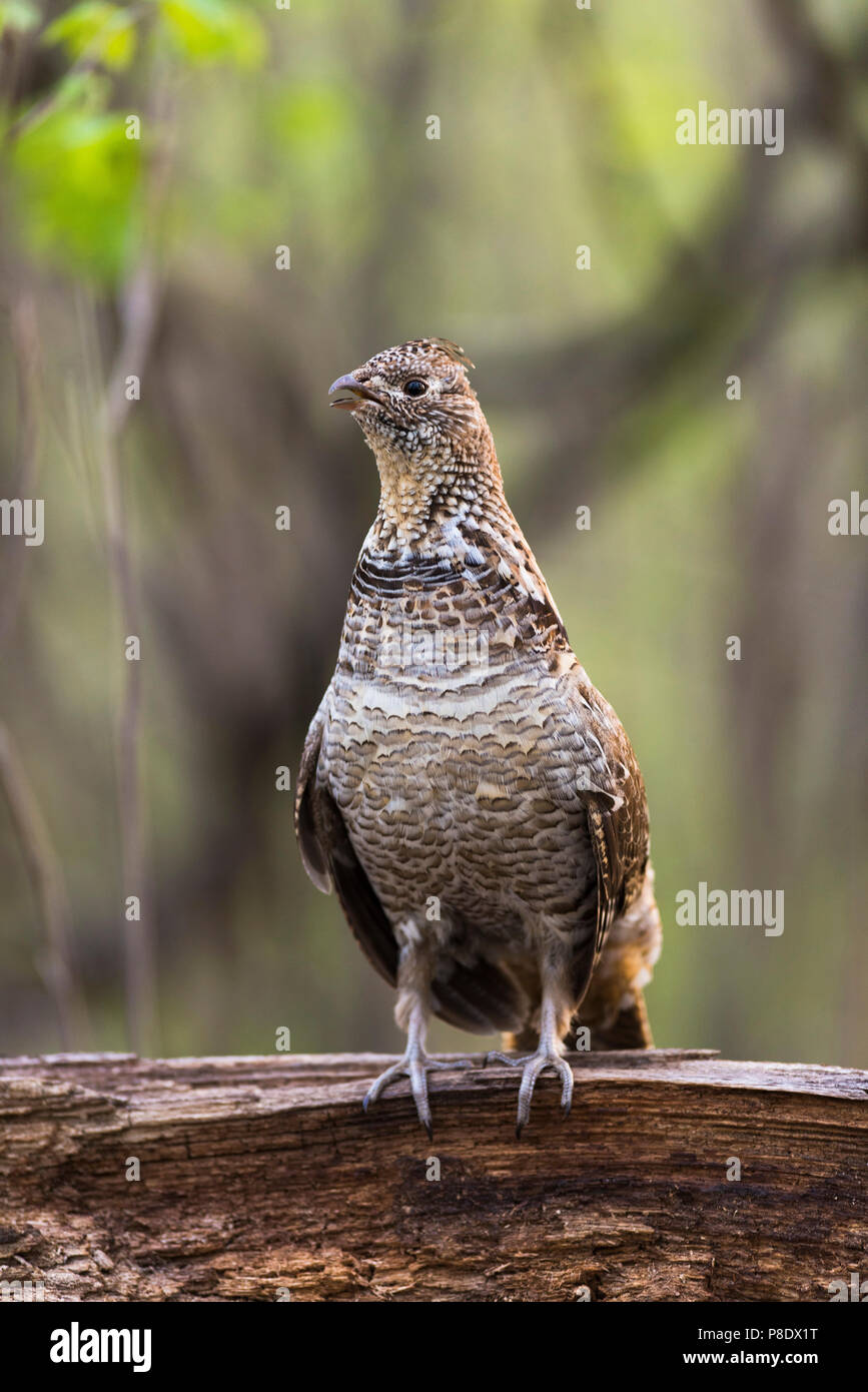 Male ruffed grouse drumming hi-res stock photography and images - Alamy