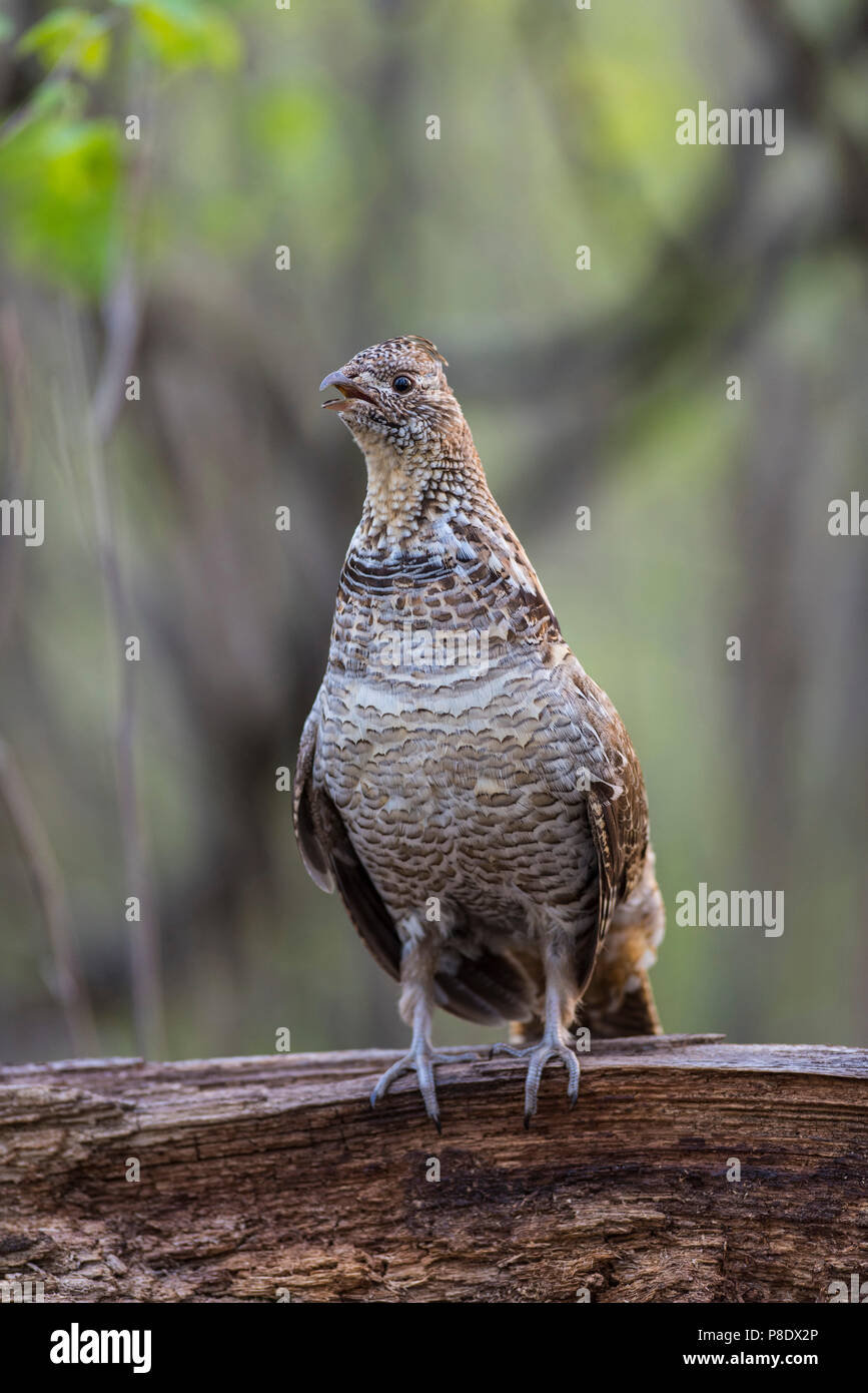 Male ruffed grouse drumming hi-res stock photography and images - Alamy
