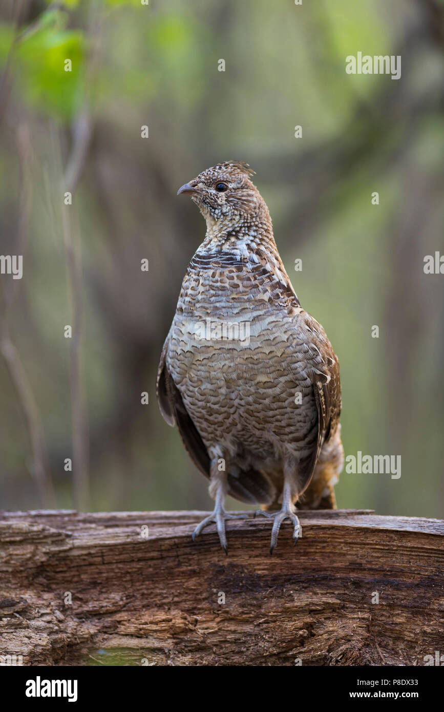 Male Ruffed Grouse in the spring in Minnesota Stock Photo - Alamy