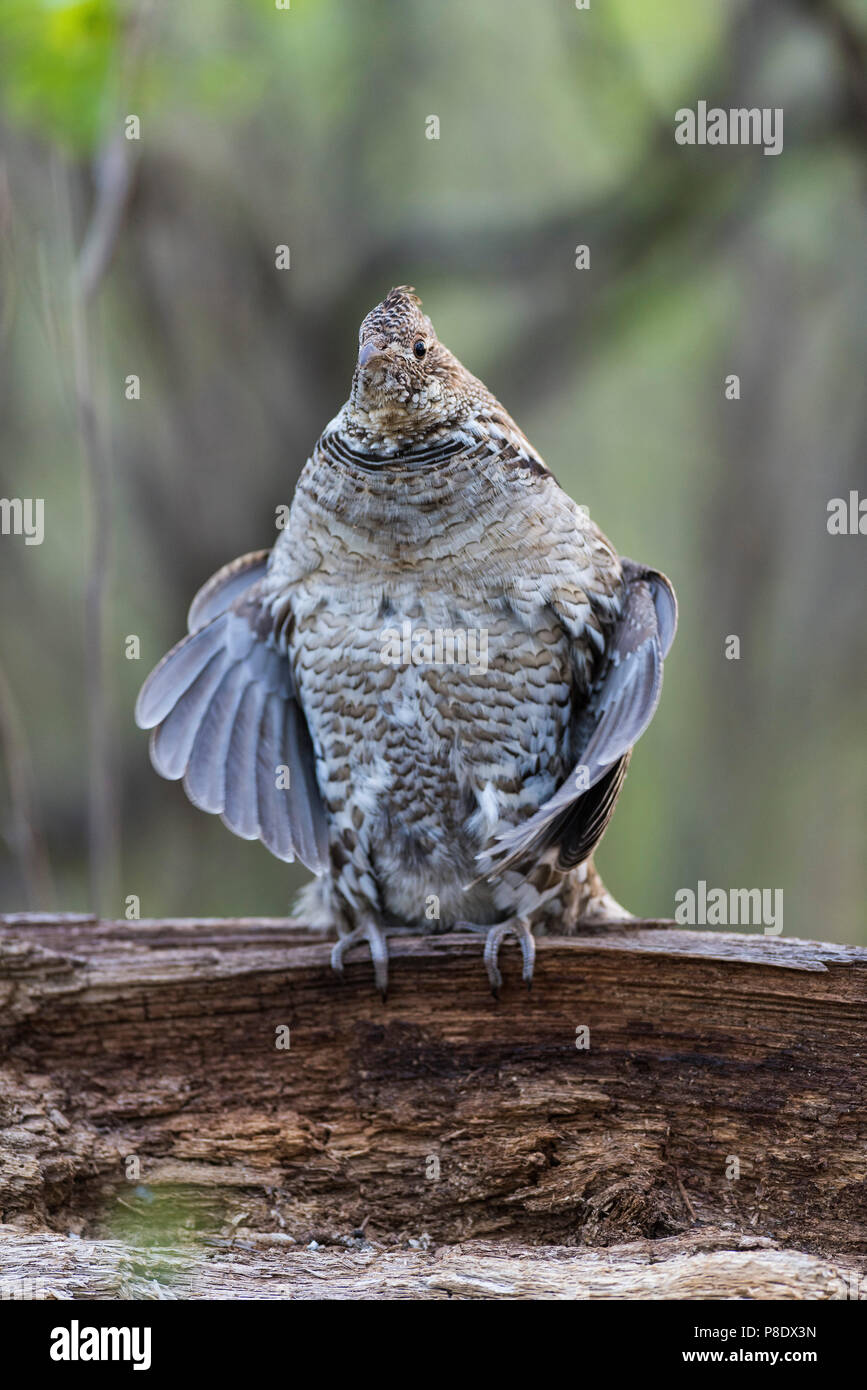 Male Ruffed Grouse in the spring in Minnesota Stock Photo - Alamy
