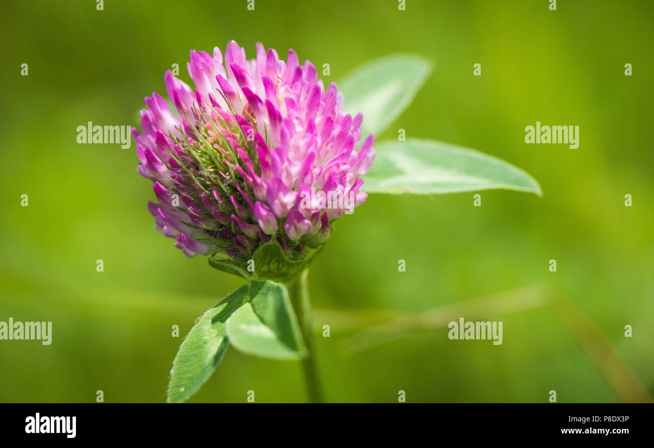 Texture clover flower hi-res stock photography and images - Alamy