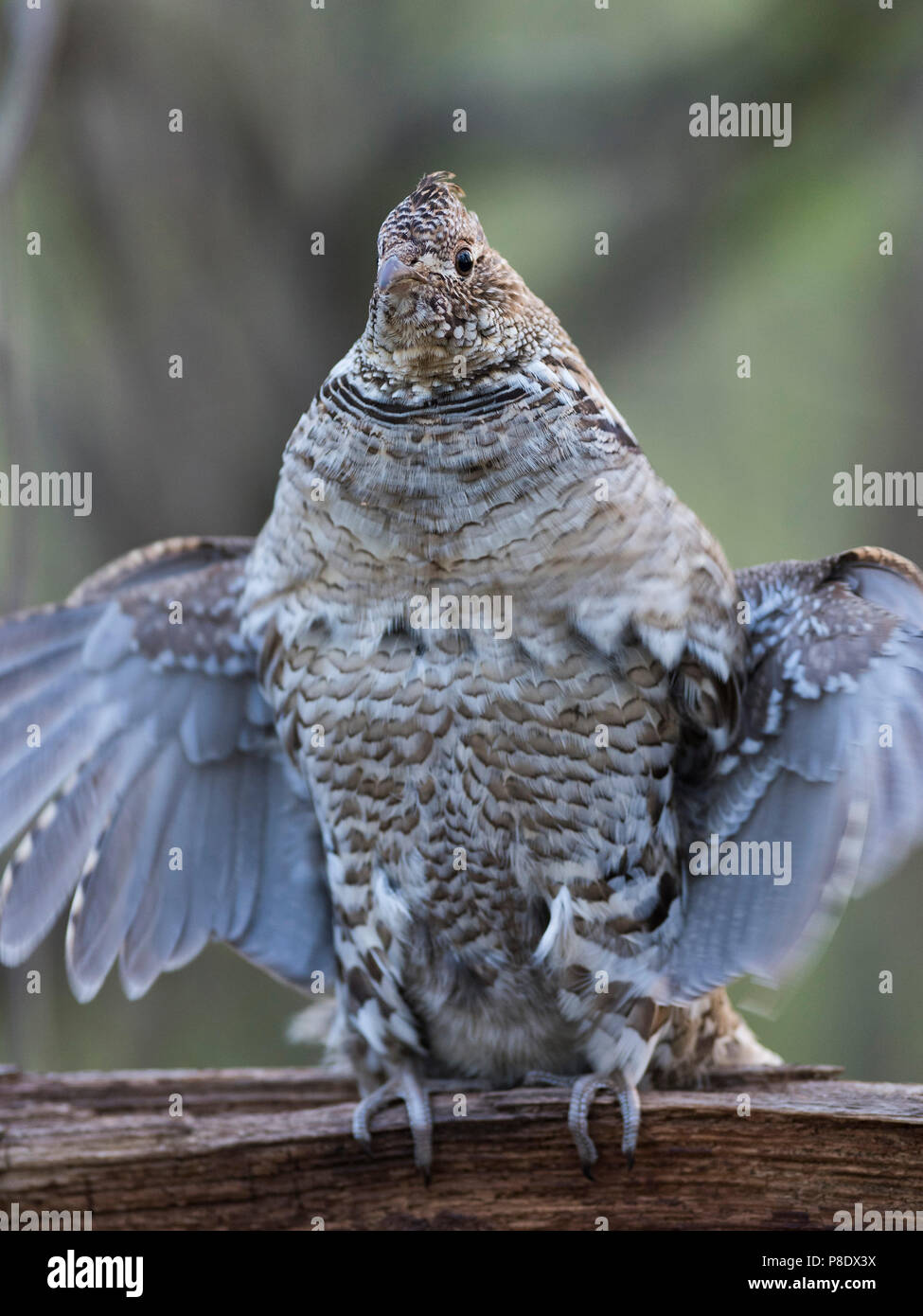 Male ruffed grouse drumming hi-res stock photography and images - Alamy