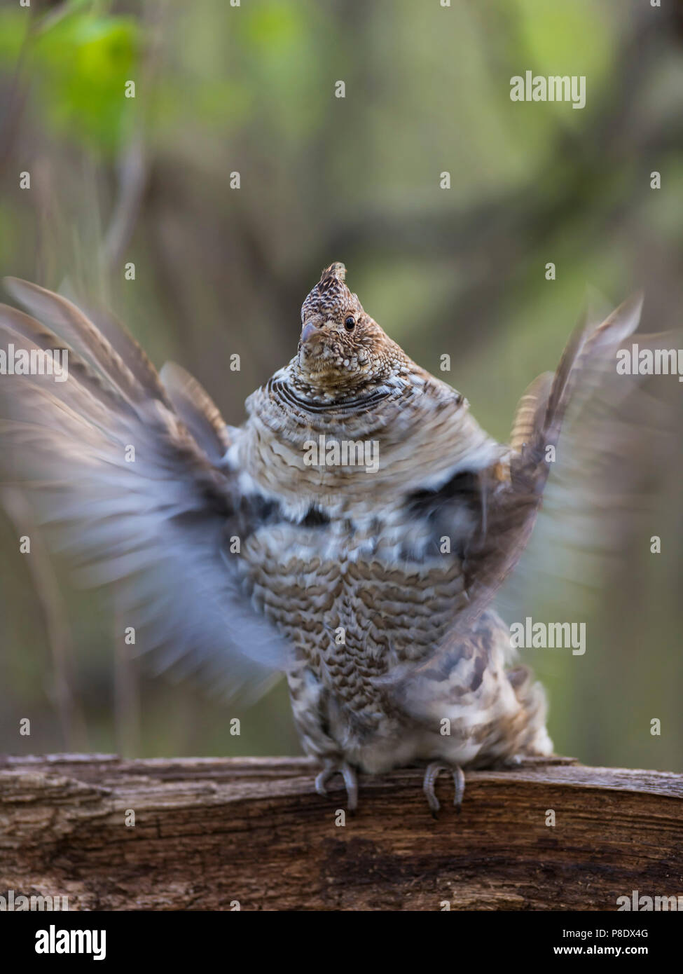 Male Ruffed Grouse in the spring in Minnesota Stock Photo - Alamy