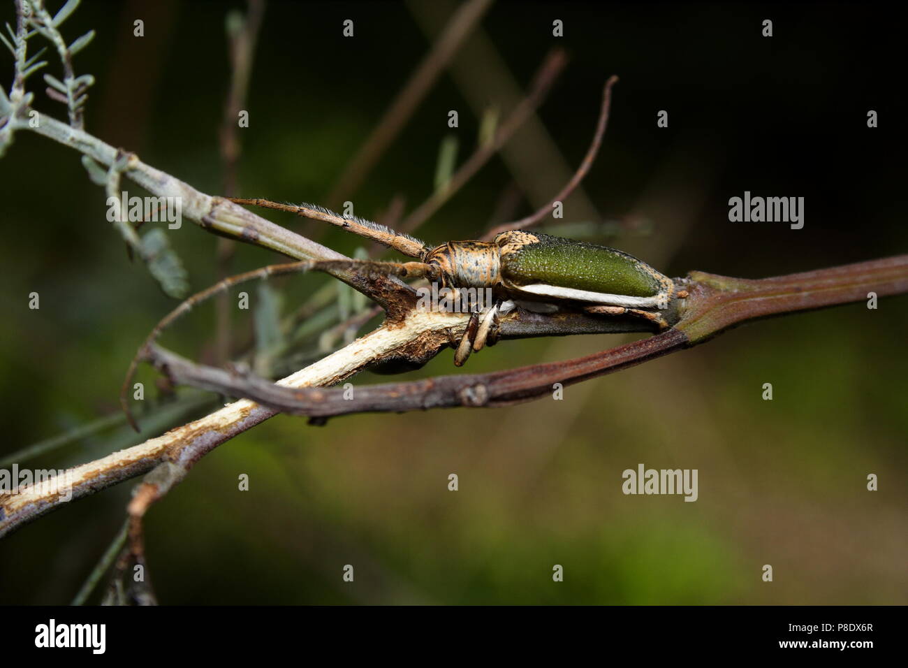 Acacia beetle hi-res stock photography and images - Alamy