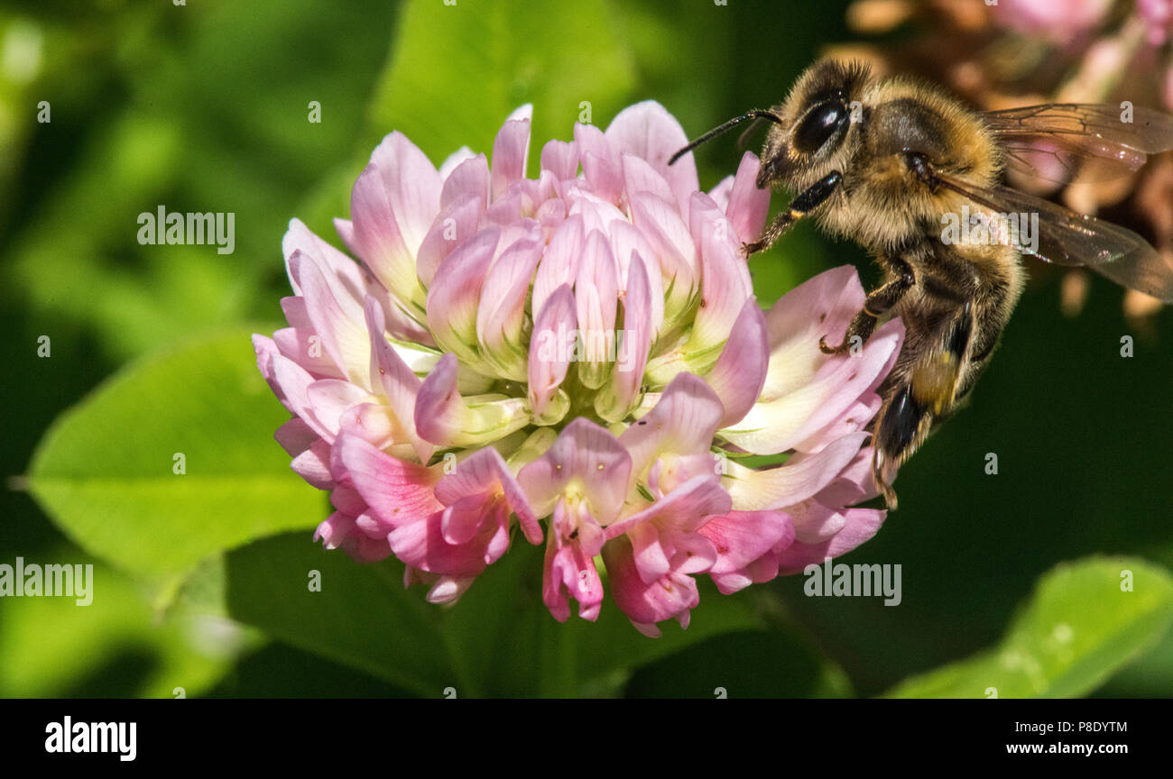 Red clover with bee hi-res stock photography and images - Alamy