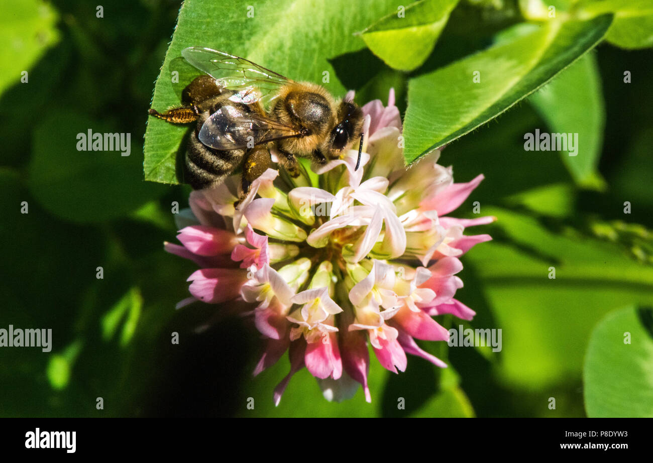 Red clover with bee hi-res stock photography and images - Alamy