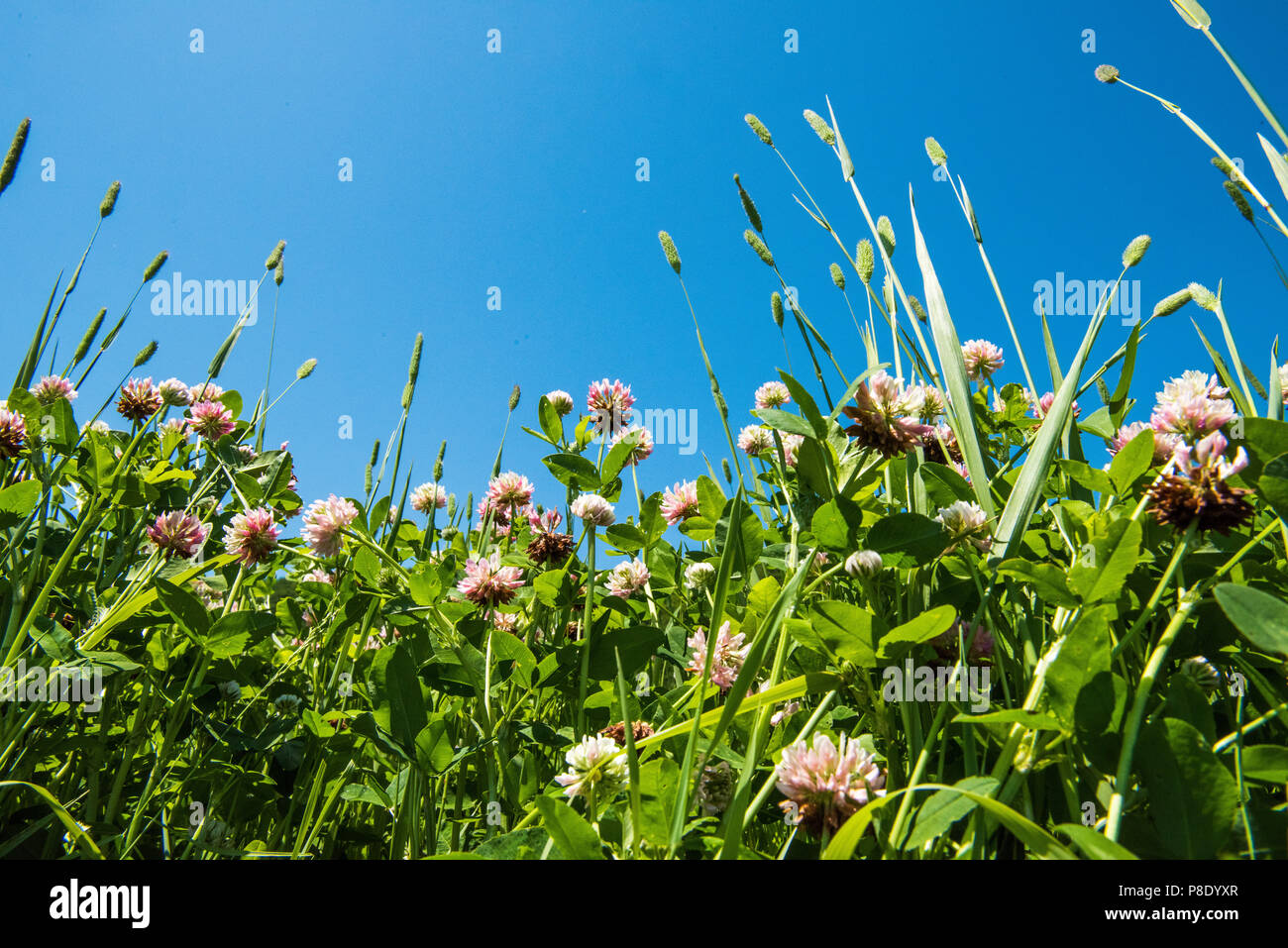 Clover field with flowers Stock Photo - Alamy
