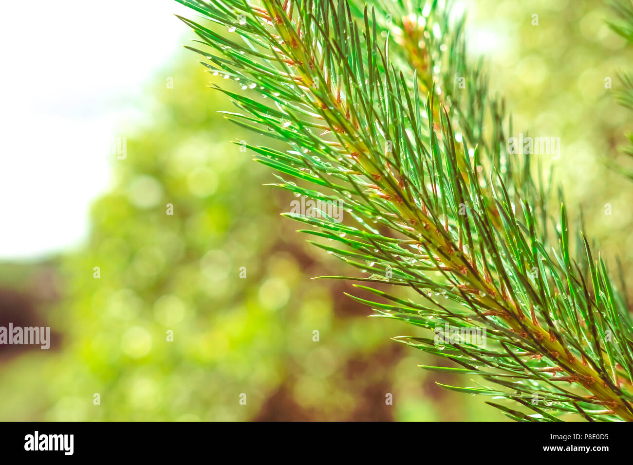 Pine tree branch during the rain with water drops on its needles in the ...