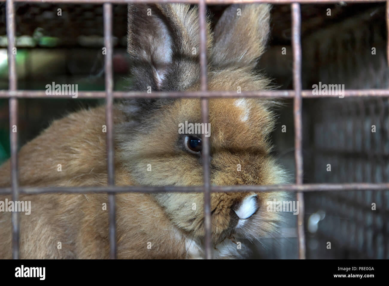 Bunny village hi-res stock photography and images - Alamy