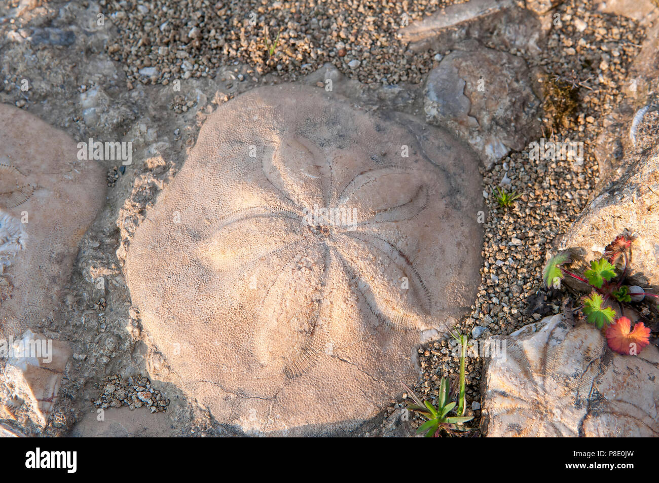 Fossil shells hi-res stock photography and images - Alamy