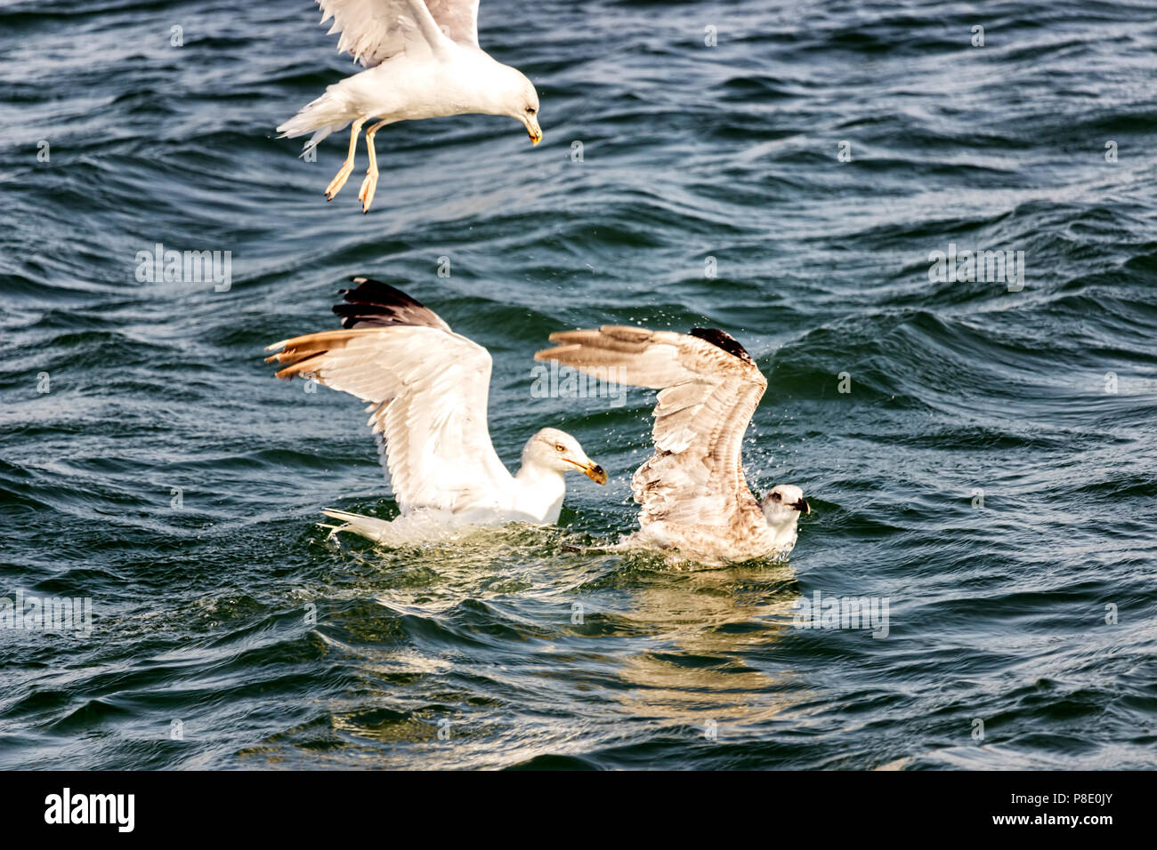 Civitavecchia, Italy. 10/05/2016: seagull fighting each other for food ...