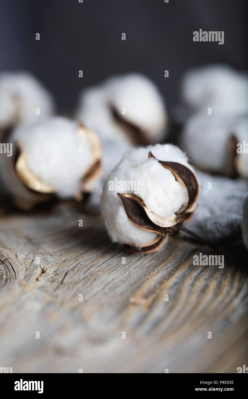 Cotton Plant High Resolution Stock Photography and Images - Alamy