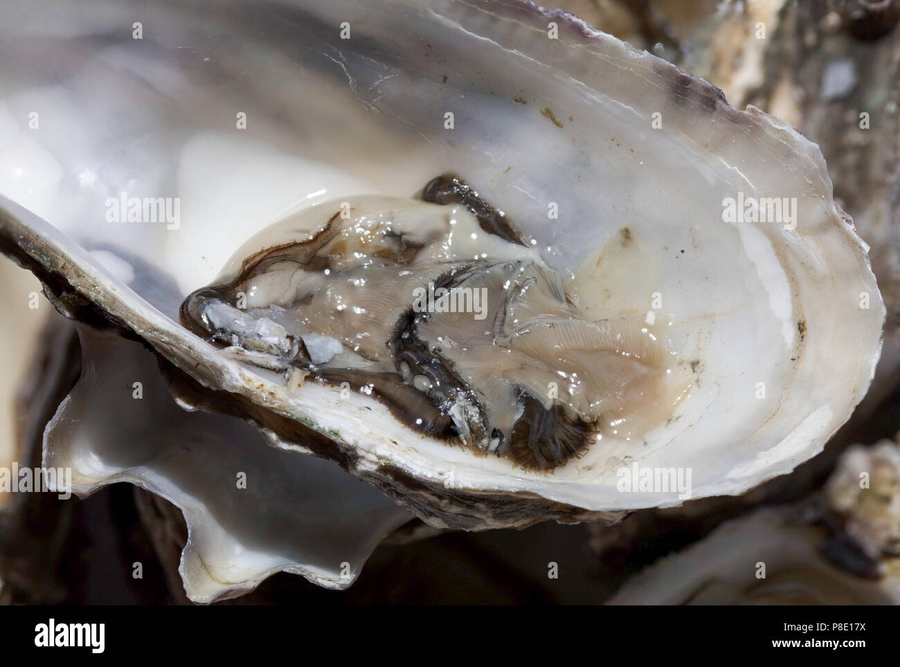Macro detail of an oyster, backround Stock Photo - Alamy
