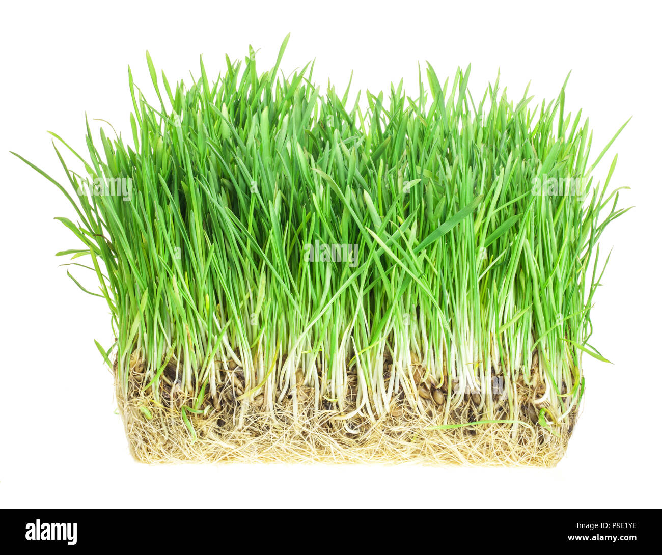 Long grass white background hi-res stock photography and images - Alamy