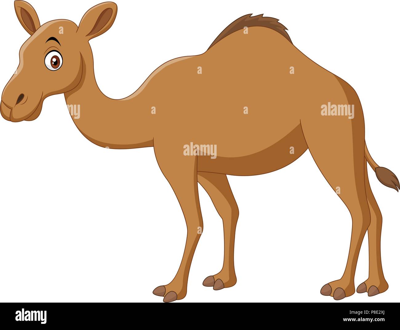 Cartoon camel isolated on white background Stock Vector Image & Art - Alamy