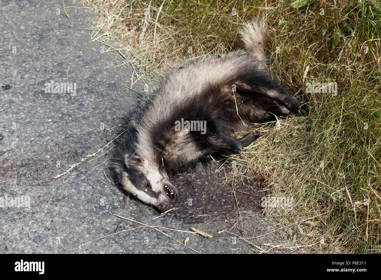 Dead badger hi-res stock photography and images - Alamy