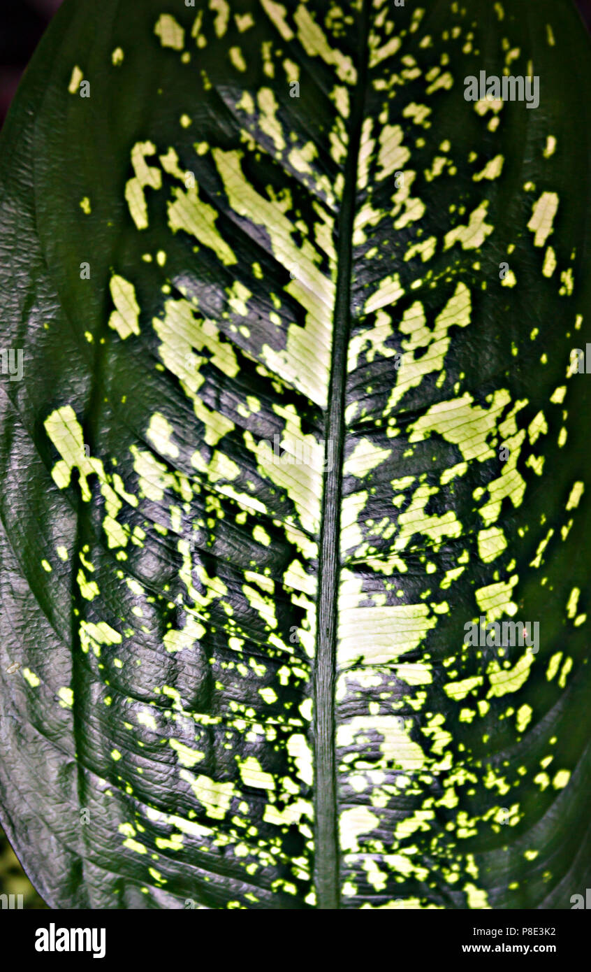 Green, light emerald leaf close-up. Natural background Stock Photo - Alamy