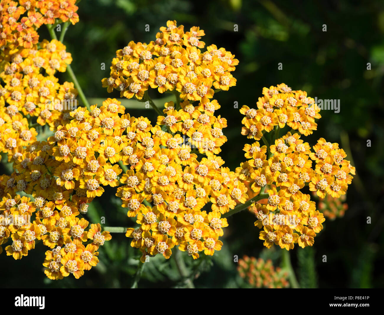 Achillea hi-res stock photography and images - Alamy