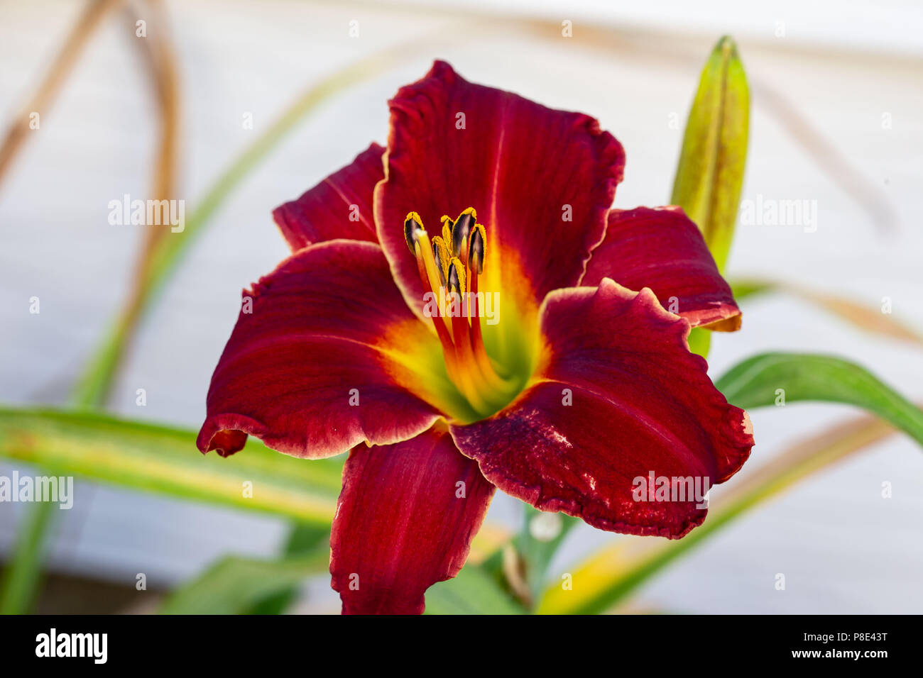 a front view of a red lily in the south garden Stock Photo - Alamy