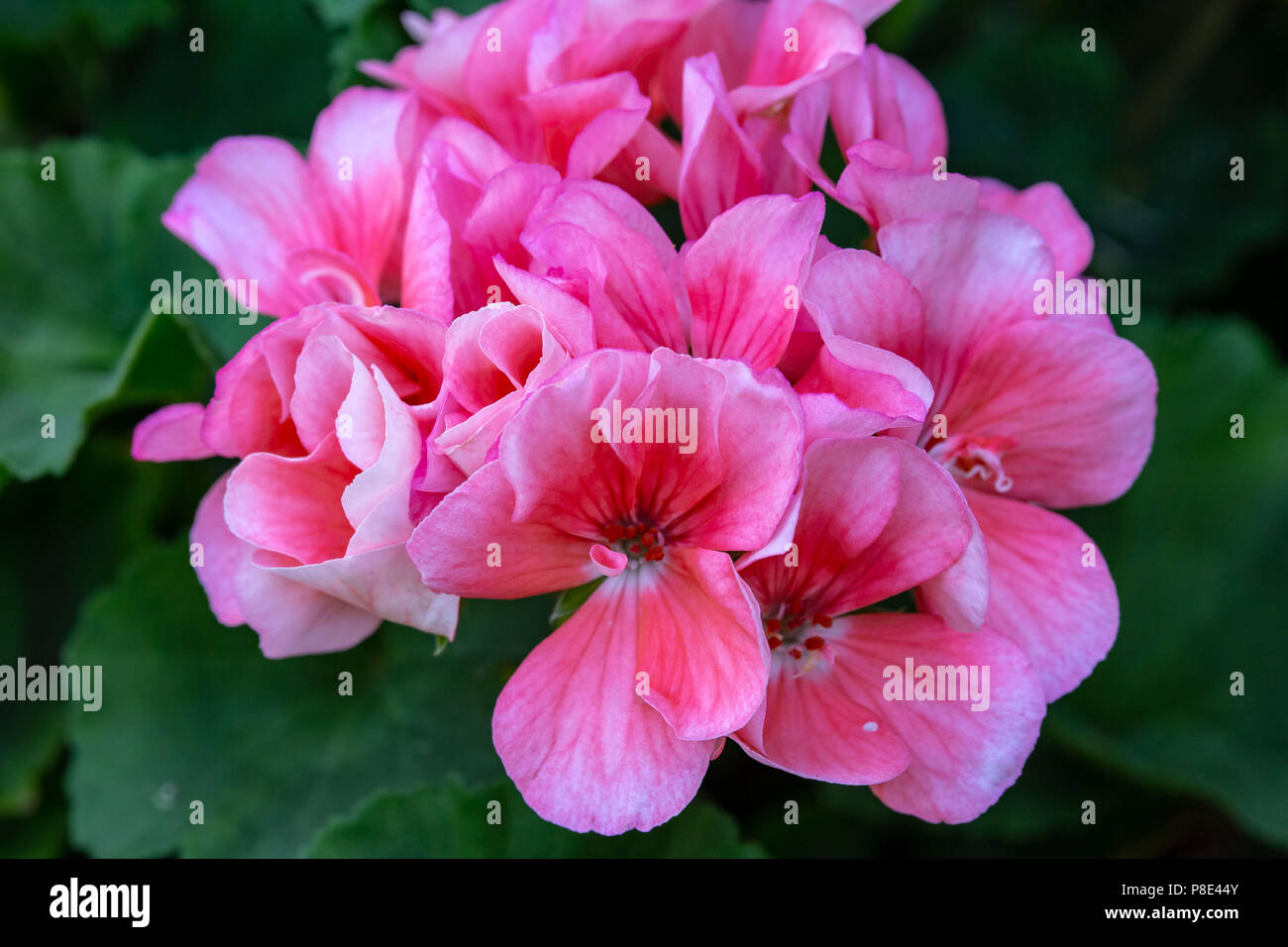 a clusters of small pink and white flowers Stock Photo - Alamy
