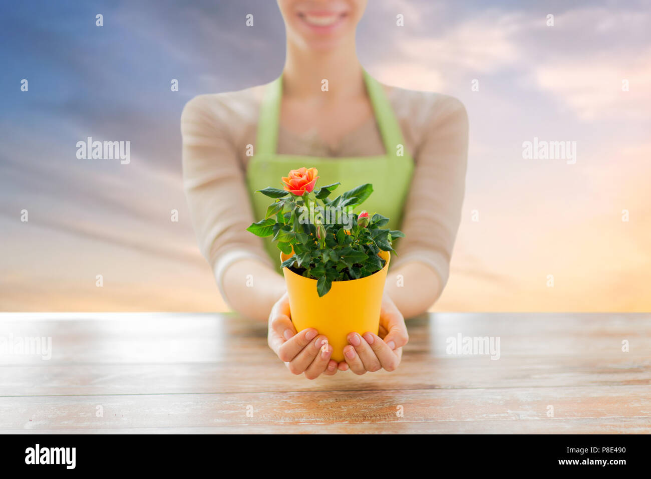Hand holding rose sky hi-res stock photography and images - Alamy