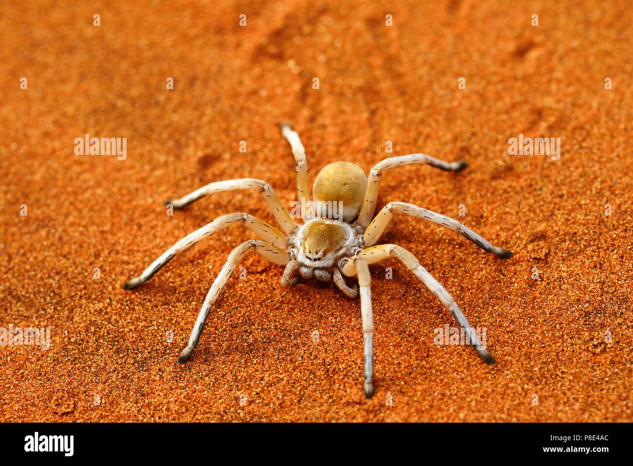 Wheel Spider, White Dancing Spider, Tok Tokkie Trail, Namib Rand Nature ...