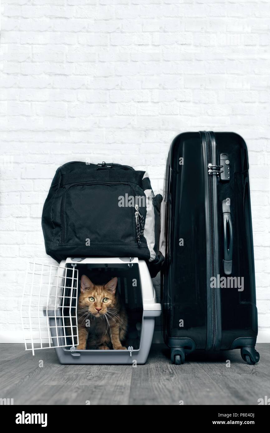 Ginger cat in A container for Transport in the middle of luggage Stock ...