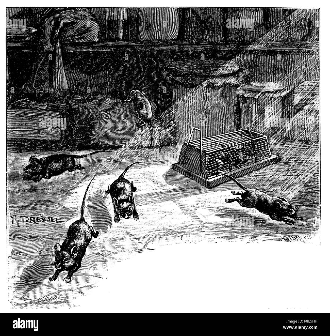 House mouse mus musculus illustration hi-res stock photography and ...