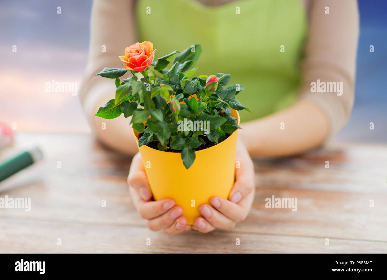 Hands holding flower hi-res stock photography and images - Alamy