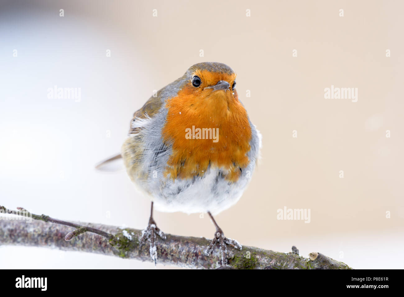 Robin in North England. Cumbria Stock Photo - Alamy