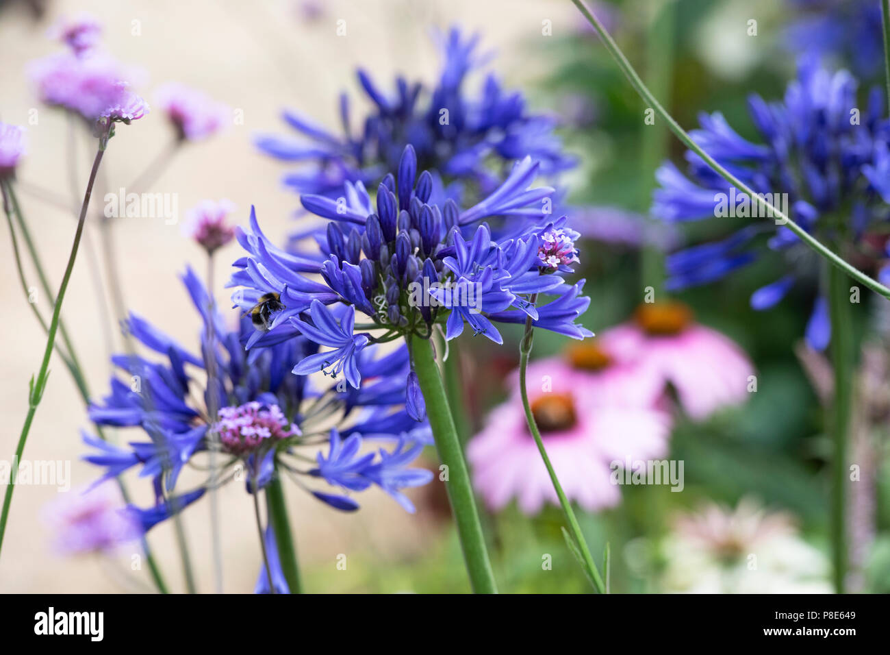 Agapanthus campanulatus ‘Navy blue’. African blue lily Stock Photo - Alamy