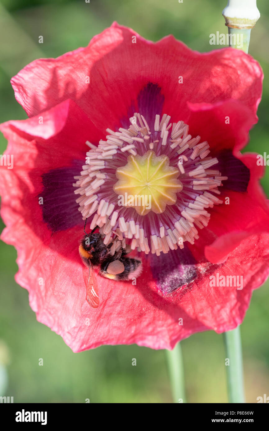 Bombus lucorum. Bumblebee in a papaver somniferum poppy collecting ...