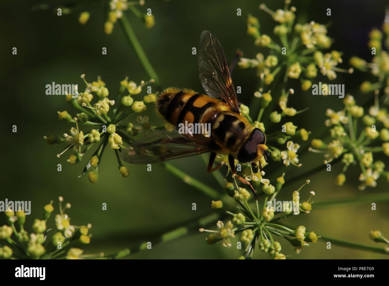 Backyard bee hi-res stock photography and images - Alamy