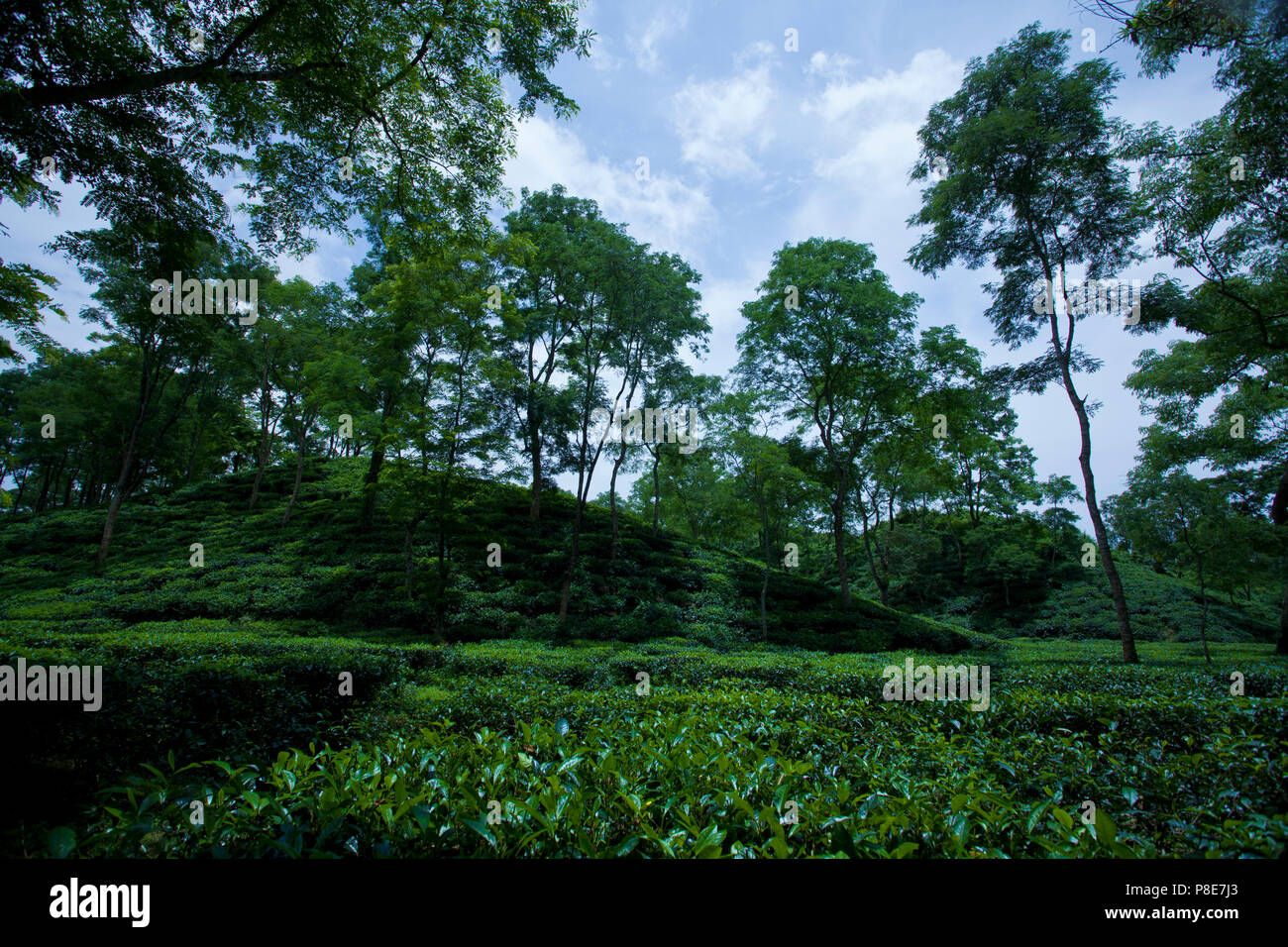 Sylhet tea garden hi-res stock photography and images - Alamy