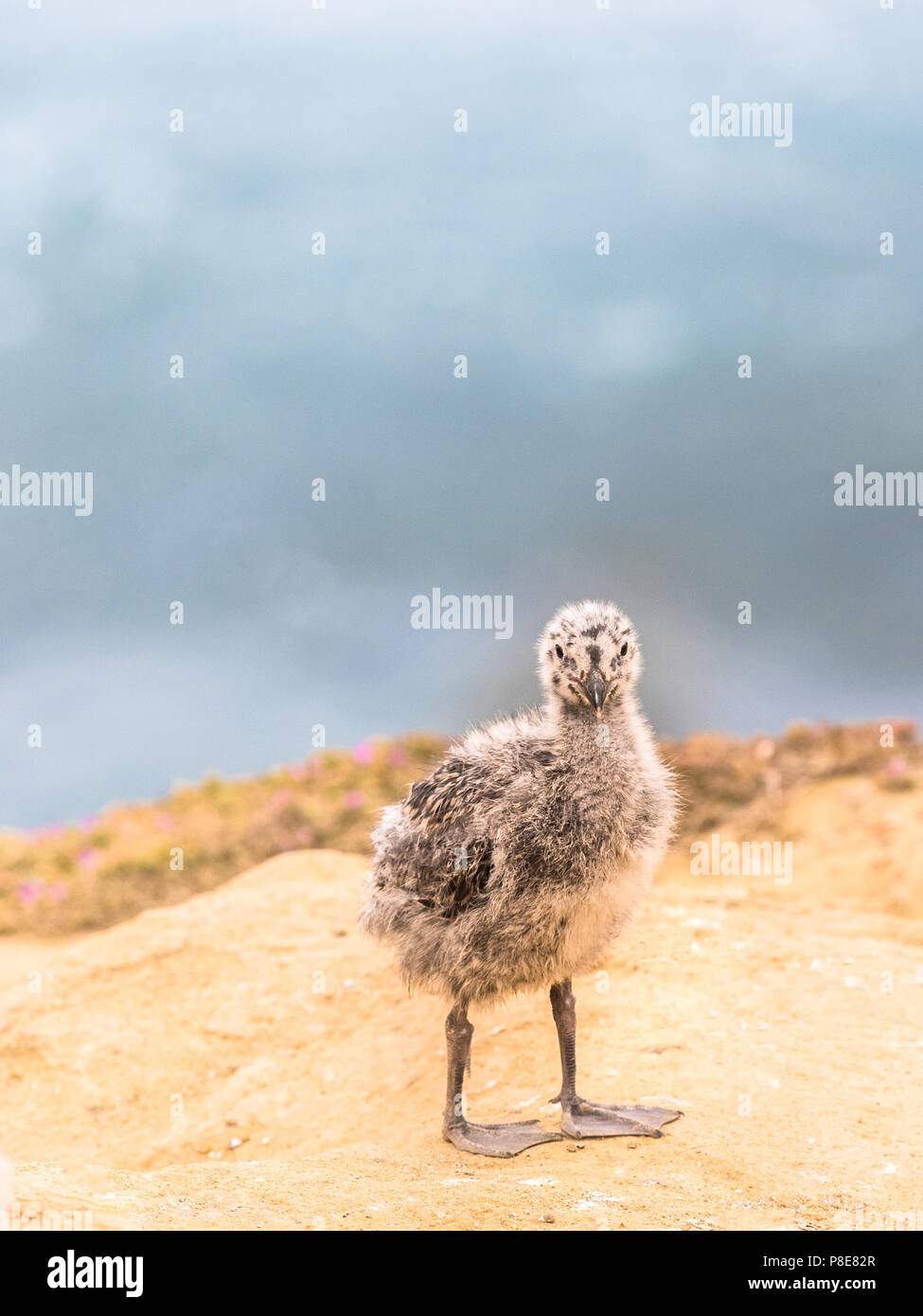 Baby seagull hi-res stock photography and images - Alamy