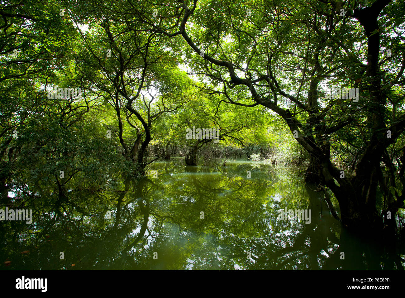 Submerged forest hi-res stock photography and images - Alamy